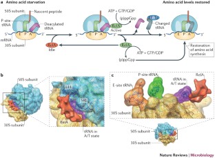 Recent functional insights into the role of (p)ppGpp in bacterial ...