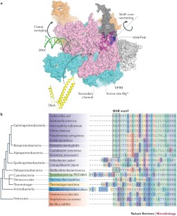 Recent functional insights into the role of (p)ppGpp in bacterial ...
