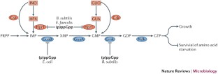 Recent functional insights into the role of (p)ppGpp in bacterial ...