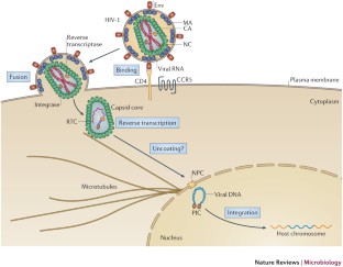 HIV-1 capsid: the multifaceted key player in HIV-1 infection | Nature ...