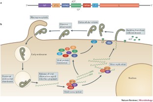 Filovirus pathogenesis and immune evasion: insights from Ebola virus ...