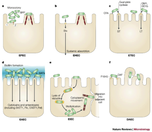 Pathogenic Escherichia coli | Nature Reviews Microbiology