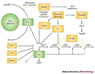 Pathogenic Escherichia coli | Nature Reviews Microbiology
