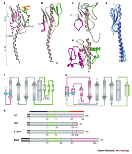 Type IV pilus structure and bacterial pathogenicity | Nature Reviews ...