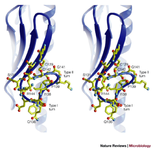 Type IV pilus structure and bacterial pathogenicity | Nature Reviews ...