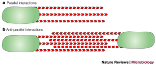 Type IV pilus structure and bacterial pathogenicity | Nature Reviews ...