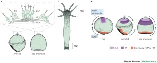 From nerve net to nerve ring, nerve cord and brain — evolution of the ...