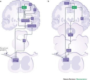 Synaptic plasticity in the anterior cingulate cortex in acute and ...