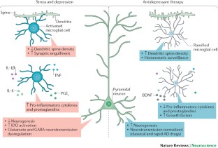 Integrating neuroimmune systems in the neurobiology of depression ...