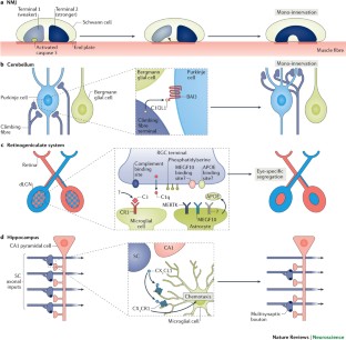 Errant gardeners: glial-cell-dependent synaptic pruning and ...