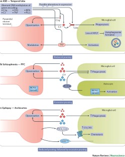 Errant gardeners: glial-cell-dependent synaptic pruning and ...