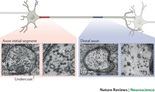 The nano-architecture of the axonal cytoskeleton | Nature Reviews ...