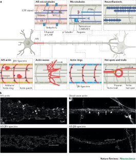 The nano-architecture of the axonal cytoskeleton | Nature Reviews ...