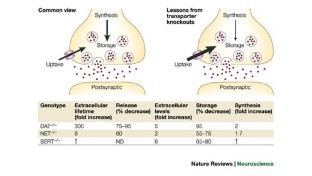 Plasma membrane monoamine transporters: structure, regulation and ...