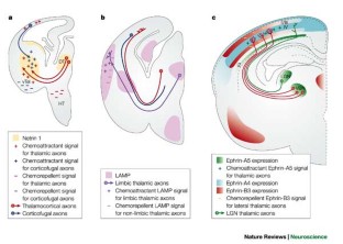 Thalamocortical development: how are we going to get there? | Nature ...