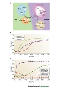 The parallel distributed processing approach to semantic cognition ...