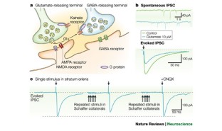 Roles and rules of kainate receptors in synaptic transmission | Nature ...