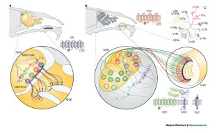 Molecular detection of pheromone signals in mammals: from genes to ...