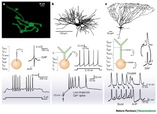 Burst firing in sensory systems | Nature Reviews Neuroscience