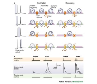 Burst firing in sensory systems | Nature Reviews Neuroscience