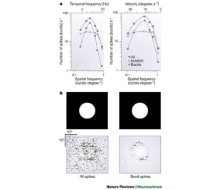 Burst firing in sensory systems | Nature Reviews Neuroscience