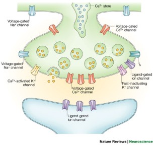 Presynaptic ionotropic receptors and control of transmitter release ...