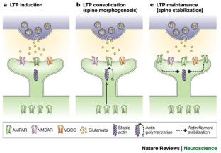 Structural plasticity and memory | Nature Reviews Neuroscience