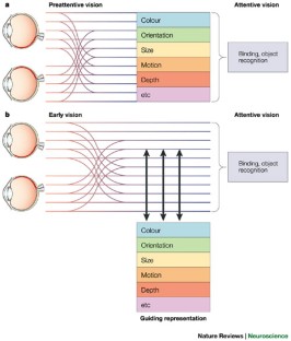 What attributes guide the deployment of visual attention and how do ...