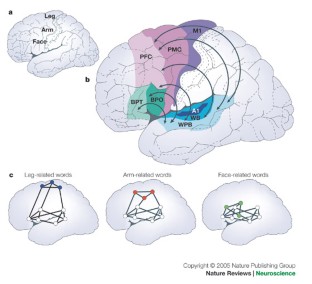 Brain mechanisms linking language and action | Nature Reviews Neuroscience