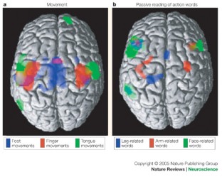 Brain mechanisms linking language and action | Nature Reviews Neuroscience