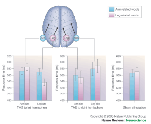Brain mechanisms linking language and action | Nature Reviews Neuroscience