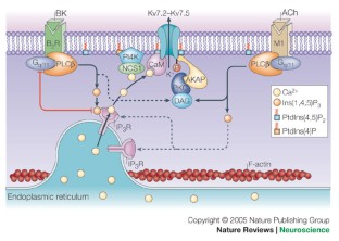 Pathways modulating neural KCNQ/M (Kv7) potassium channels | Nature Reviews Neuroscience
