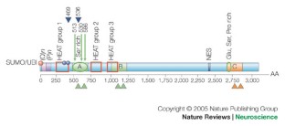 Normal huntingtin function: an alternative approach to Huntington's ...