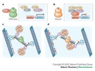 Normal huntingtin function: an alternative approach to Huntington's ...