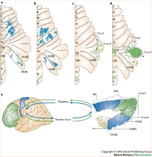 The primate cortico-cerebellar system: anatomy and function | Nature ...