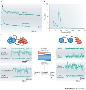 Synaptic mechanisms of synchronized gamma oscillations in inhibitory ...