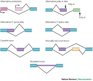 Neuronal regulation of alternative pre-mRNA splicing | Nature Reviews ...