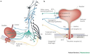 The neural control of micturition | Nature Reviews Neuroscience