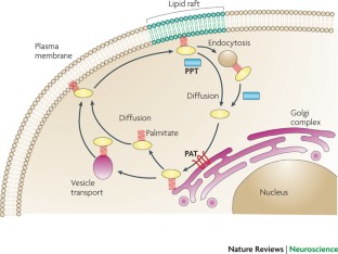 Protein palmitoylation in neuronal development and synaptic plasticity ...