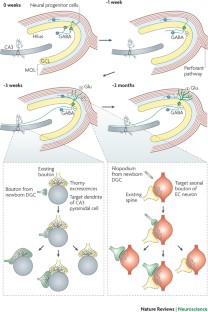 New neurons and new memories: how does adult hippocampal neurogenesis ...
