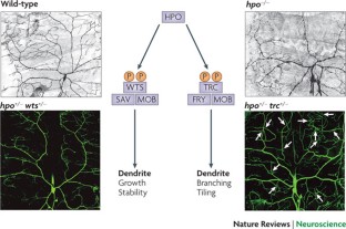 Branching out: mechanisms of dendritic arborization | Nature Reviews ...