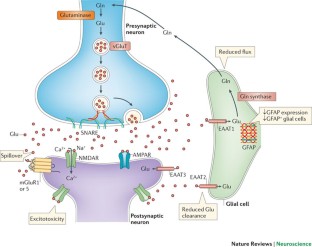 The stressed synapse: the impact of stress and glucocorticoids on ...