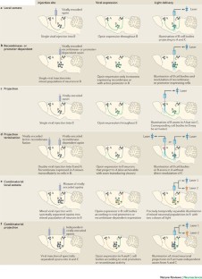 Optogenetic investigation of neural circuits underlying brain disease ...