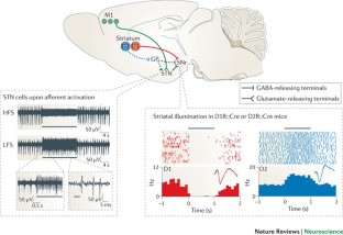 Optogenetic investigation of neural circuits underlying brain disease ...