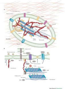 The mechanobiology of brain function | Nature Reviews Neuroscience