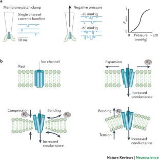 The mechanobiology of brain function | Nature Reviews Neuroscience