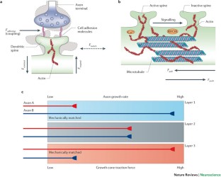 The mechanobiology of brain function | Nature Reviews Neuroscience