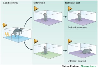 The contextual brain: implications for fear conditioning, extinction ...