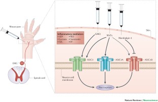 Acid-sensing ion channels in pain and disease | Nature Reviews Neuroscience