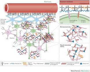 Pathophysiology of the brain extracellular matrix: a new target for ...